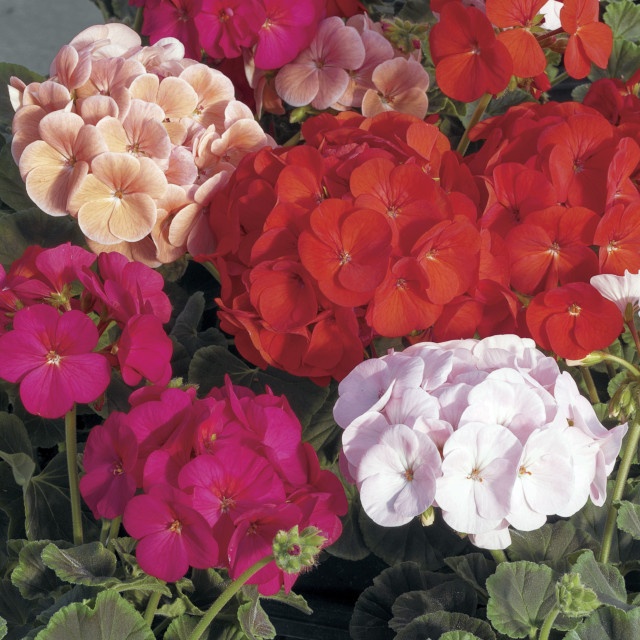 BullsEye™ Geranium, Pelargonium x hortorum BullsEye™ Series
