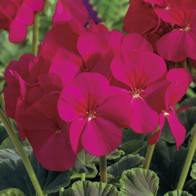 BullsEye™ Geranium, Pelargonium x hortorum BullsEye™ Series