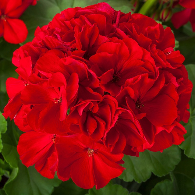 Calliope® Large Geranium, Monrovia Plant