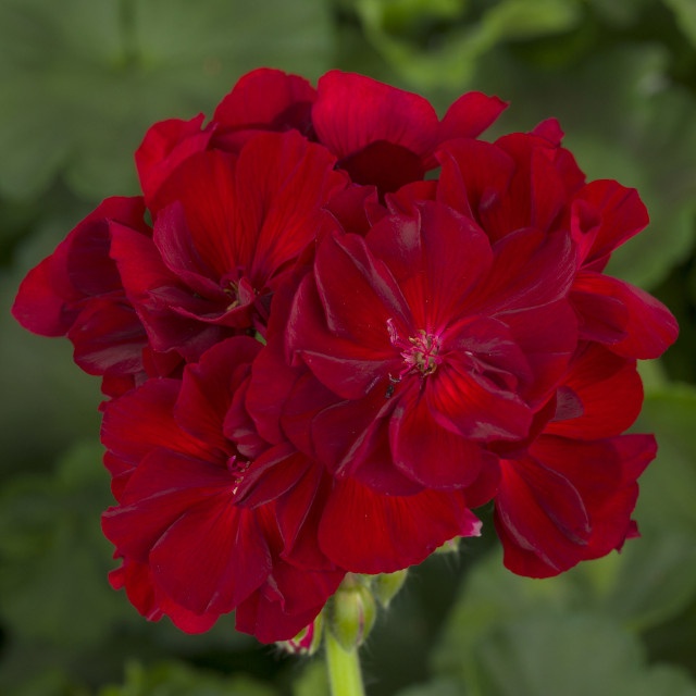 Calliope® Large Geranium, Monrovia Plant