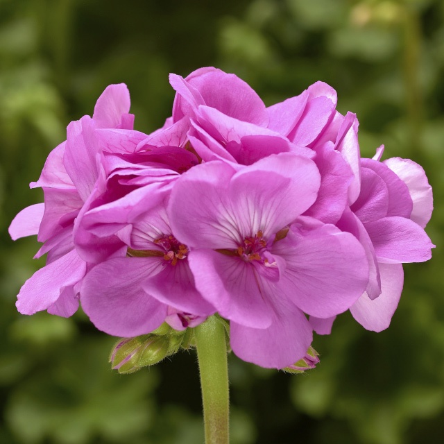Calliope® Large Geranium, Monrovia Plant