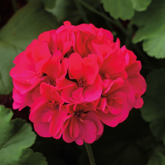 Calliope® Large Geranium, Monrovia Plant