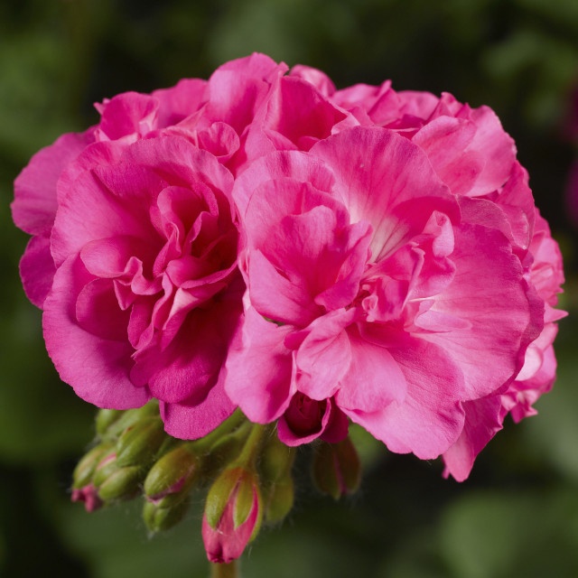 Calliope® Large Geranium, Monrovia Plant