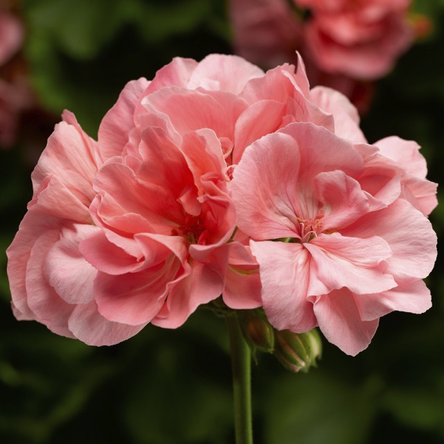 Calliope® Large Geranium, Monrovia Plant
