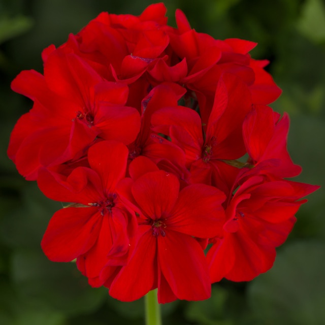 Calliope® Large Geranium, Monrovia Plant