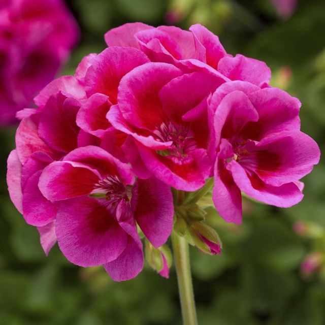 Calliope® Large Geranium, Monrovia Plant