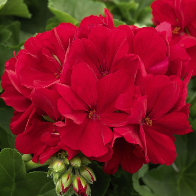 Calliope® Large Geranium, Monrovia Plant