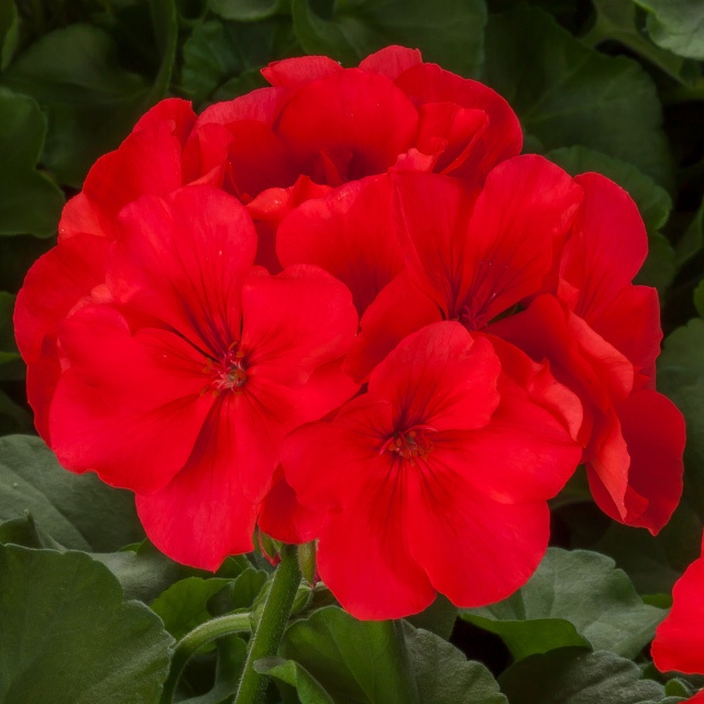 Calliope® Large Geranium, Monrovia Plant