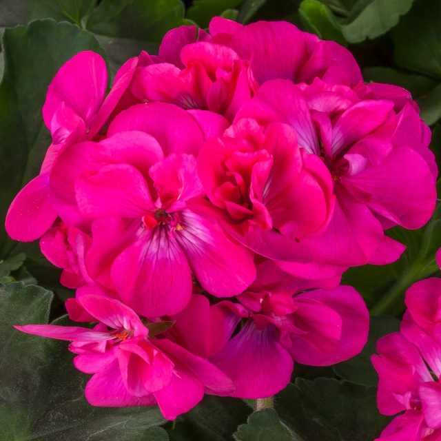 Calliope® Medium Geranium, Monrovia Plant
