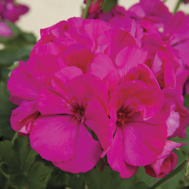 Calliope® Medium Geranium, Monrovia Plant