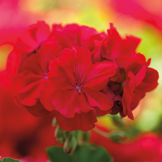 Calliope® Medium Geranium, Monrovia Plant