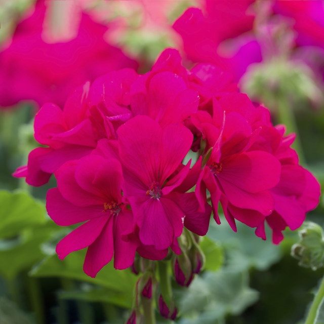 Calliope® Medium Geranium, Monrovia Plant