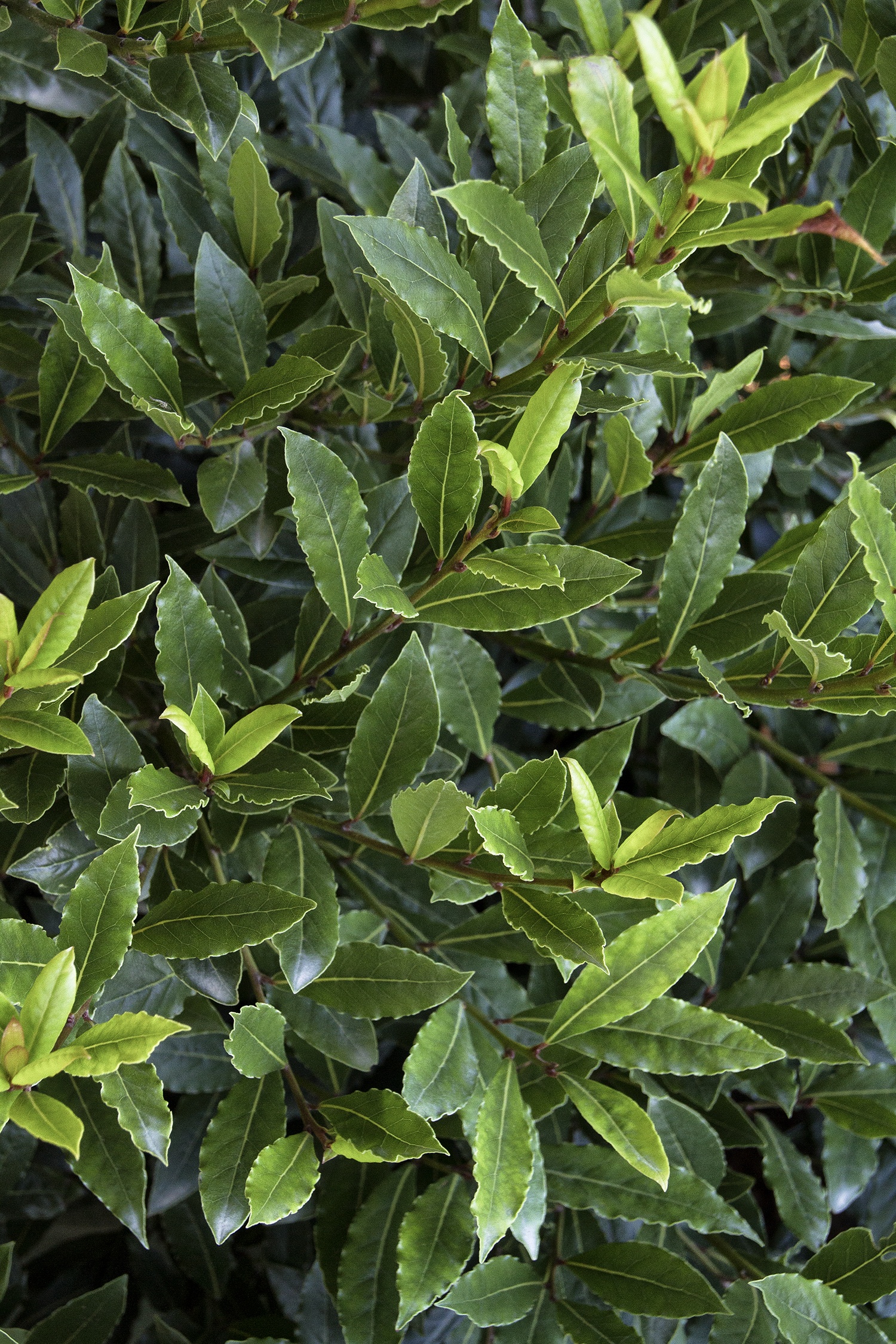 Little Ragu® Sweet Bay, Laurus nobilis 'MonRik' PP #25,915, Monrovia Plant