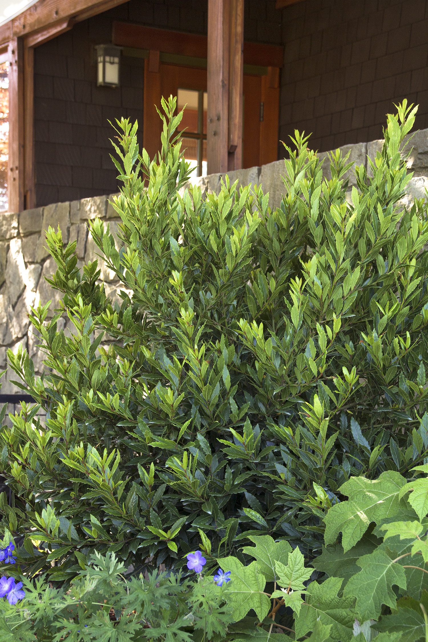 Little Ragu® Sweet Bay, Laurus nobilis 'MonRik' PP #25,915, Monrovia Plant