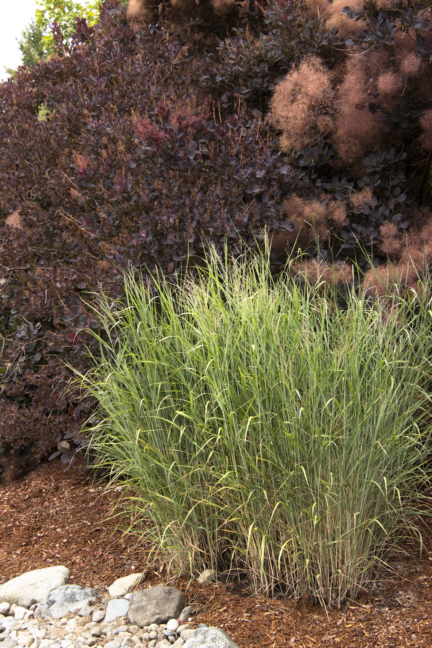 Heavy Metal Blue Switch Grass, Panicum virgatum 'Heavy Metal'