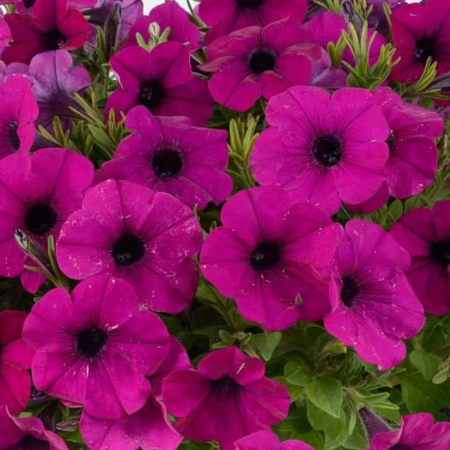 Cascadias™ Petunia, Petunia hybrida Cascadias™ Series Patented