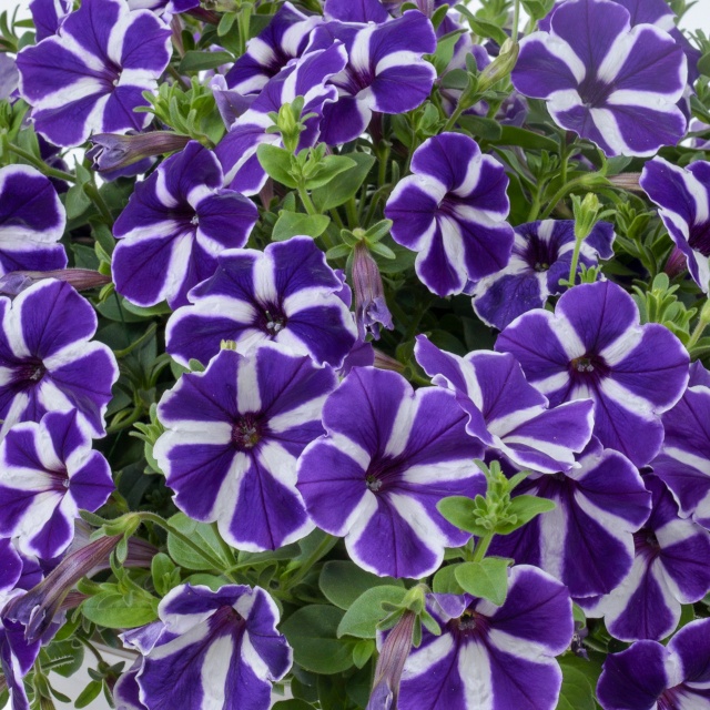 Cascadias™ Petunia, Petunia hybrida Cascadias™ Series Patented