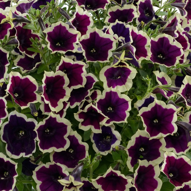 Cascadias™ Petunia, Petunia hybrida Cascadias™ Series Patented