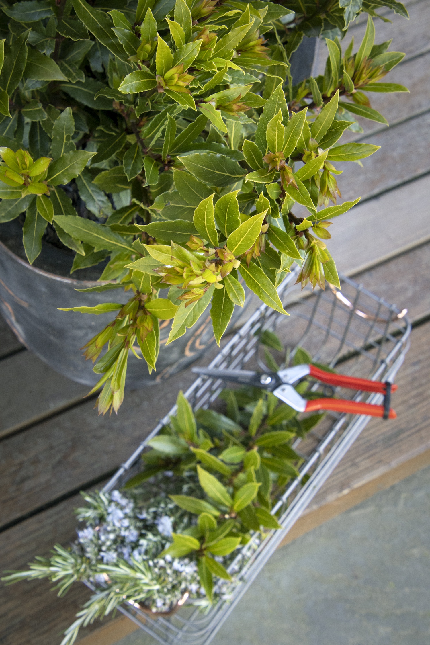 Little Ragu® Sweet Bay, Laurus nobilis 'MonRik' PP #25,915, Monrovia Plant