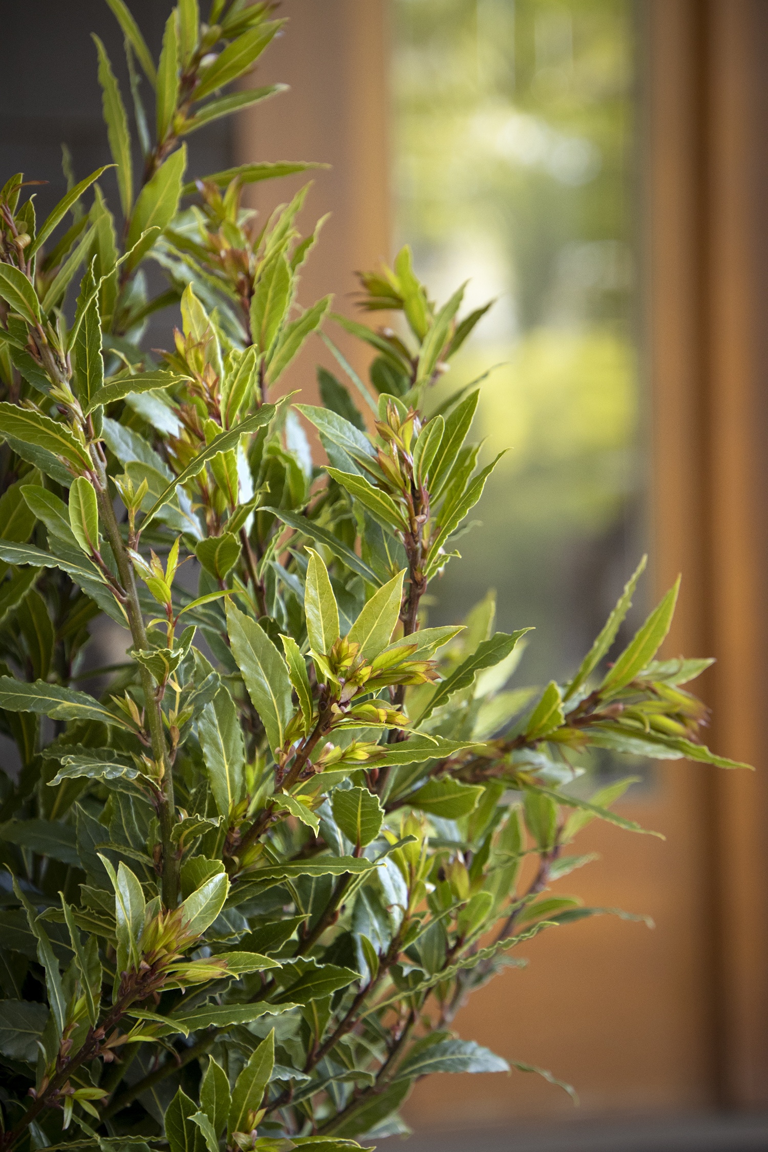 Little Ragu® Sweet Bay, Laurus nobilis 'MonRik' PP #25,915, Monrovia Plant