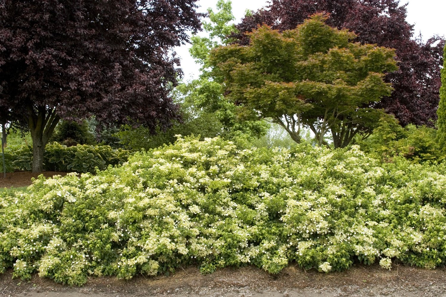 Climbing Hydrangea, Hydrangea anomala petiolaris, Monrovia Plant