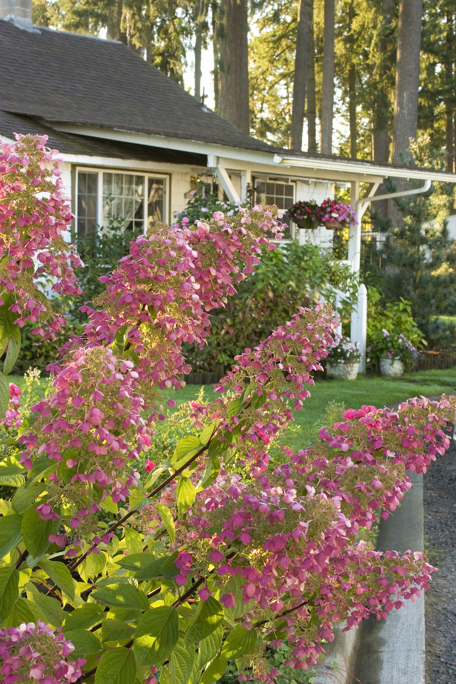 Angel's Blush® Hydrangea, Hydrangea paniculata 'Ruby', Monrovia Plant