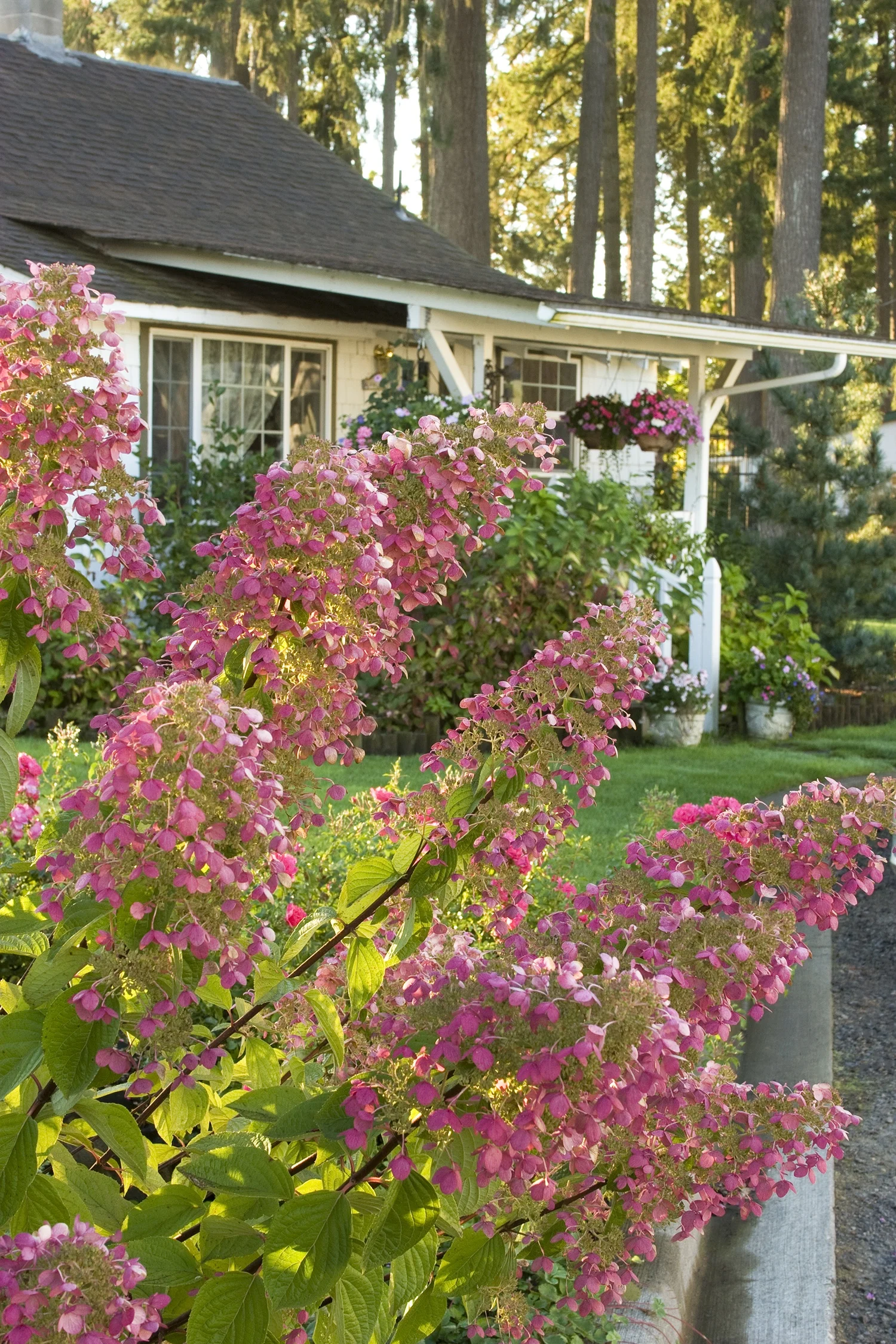 Angel's Blush® Hydrangea, Hydrangea paniculata 'Ruby', Monrovia Plant