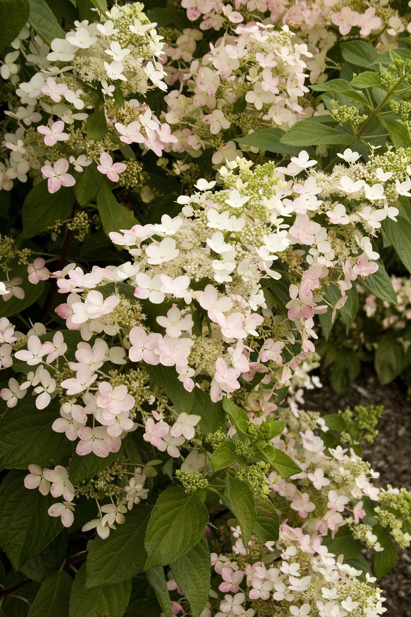 Angel's Blush® Hydrangea, Hydrangea paniculata 'Ruby', Monrovia Plant