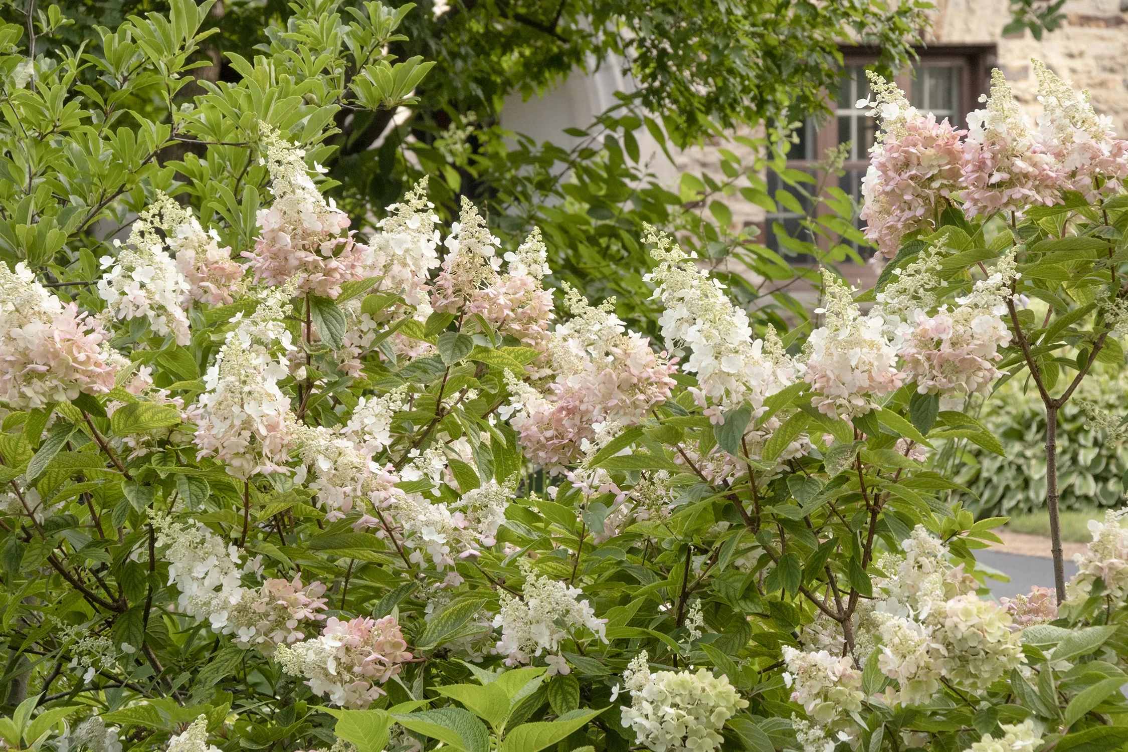 Angel's Blush® Hydrangea, Hydrangea paniculata 'Ruby', Monrovia Plant