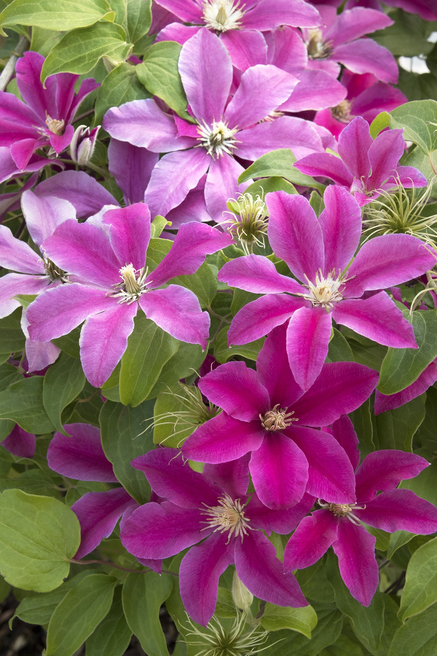 Boulevard® Acropolis™ Clematis, Clematis hybrid 'Evipo078' PP #29,052