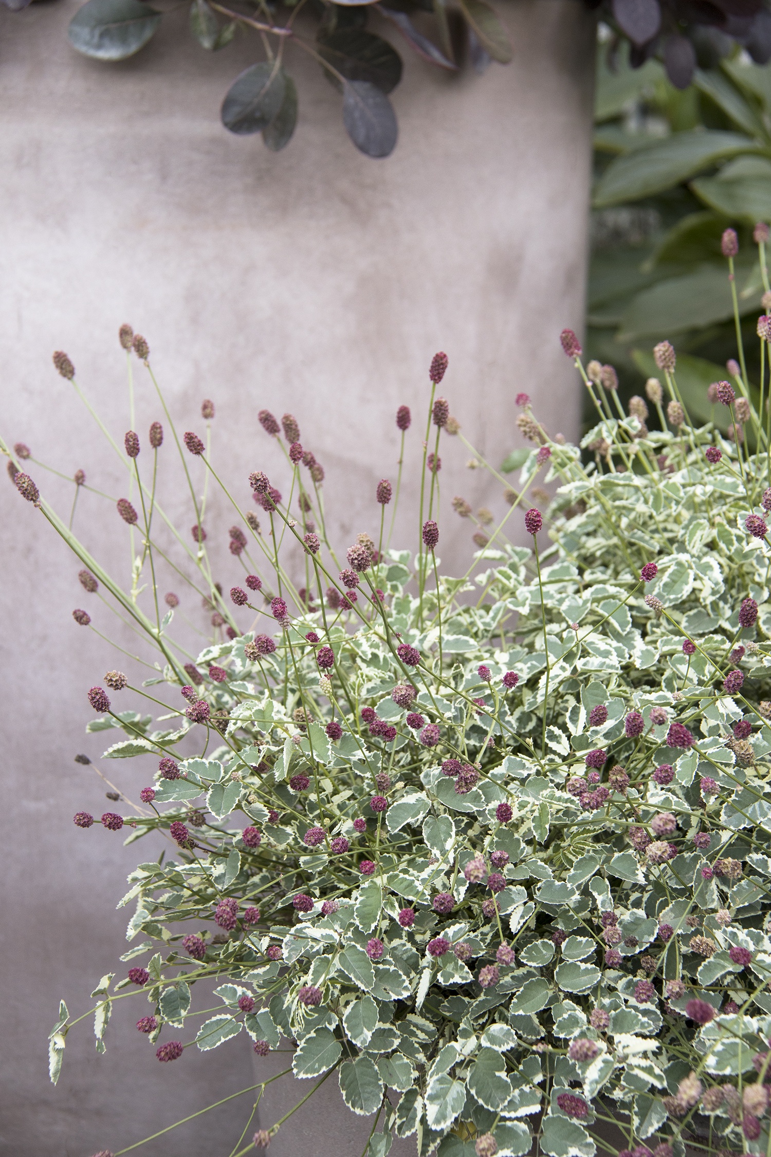 Little Angel Dwarf Burnet, Monrovia Plant