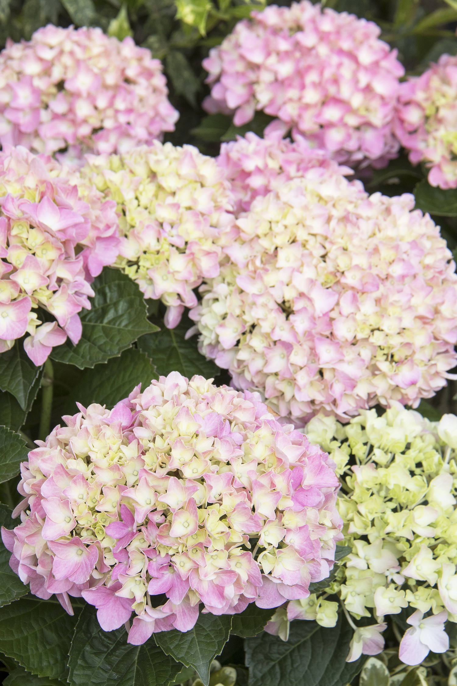 Pink Splendor™ Hydrangea, Hydrangea macrophylla 'MonPKSP', Monrovia Plant