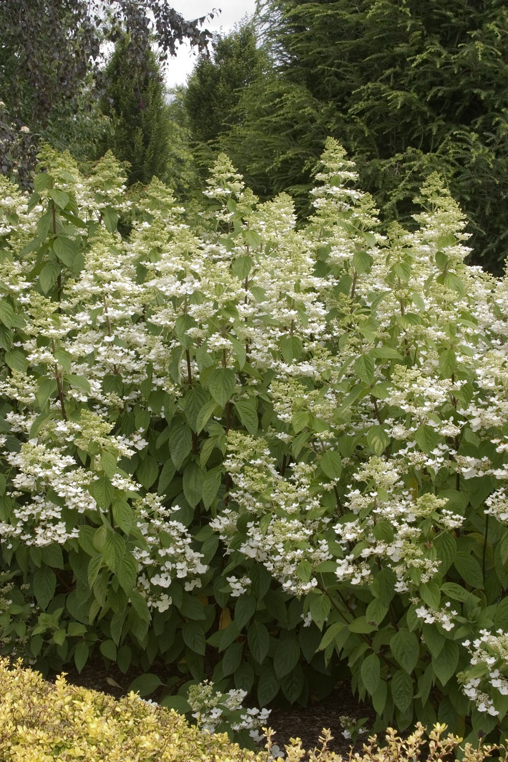 Angel's Blush® Hydrangea, Hydrangea paniculata 'Ruby', Monrovia Plant