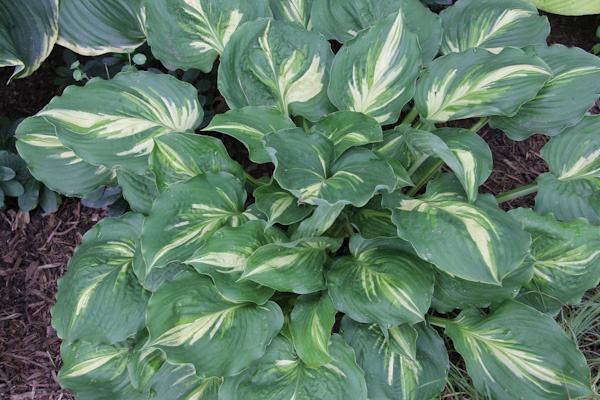 Lakeside Paisley Print Hosta, Hosta x 'Lakeside Paisley Print'