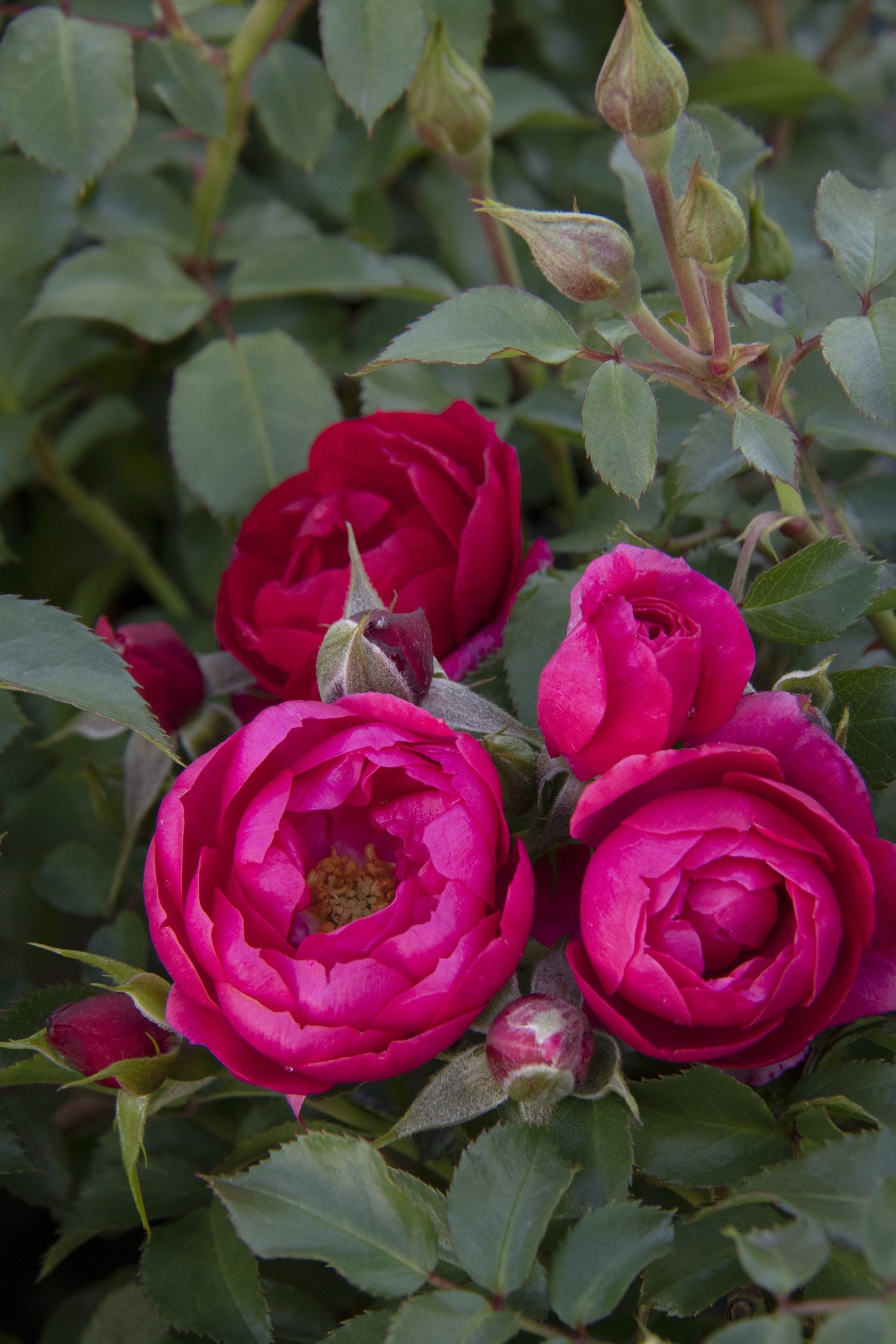 Nitty Gritty® Pink Rose, Rosa x 'RUIRI0125A' PP #33,135, Monrovia Plant