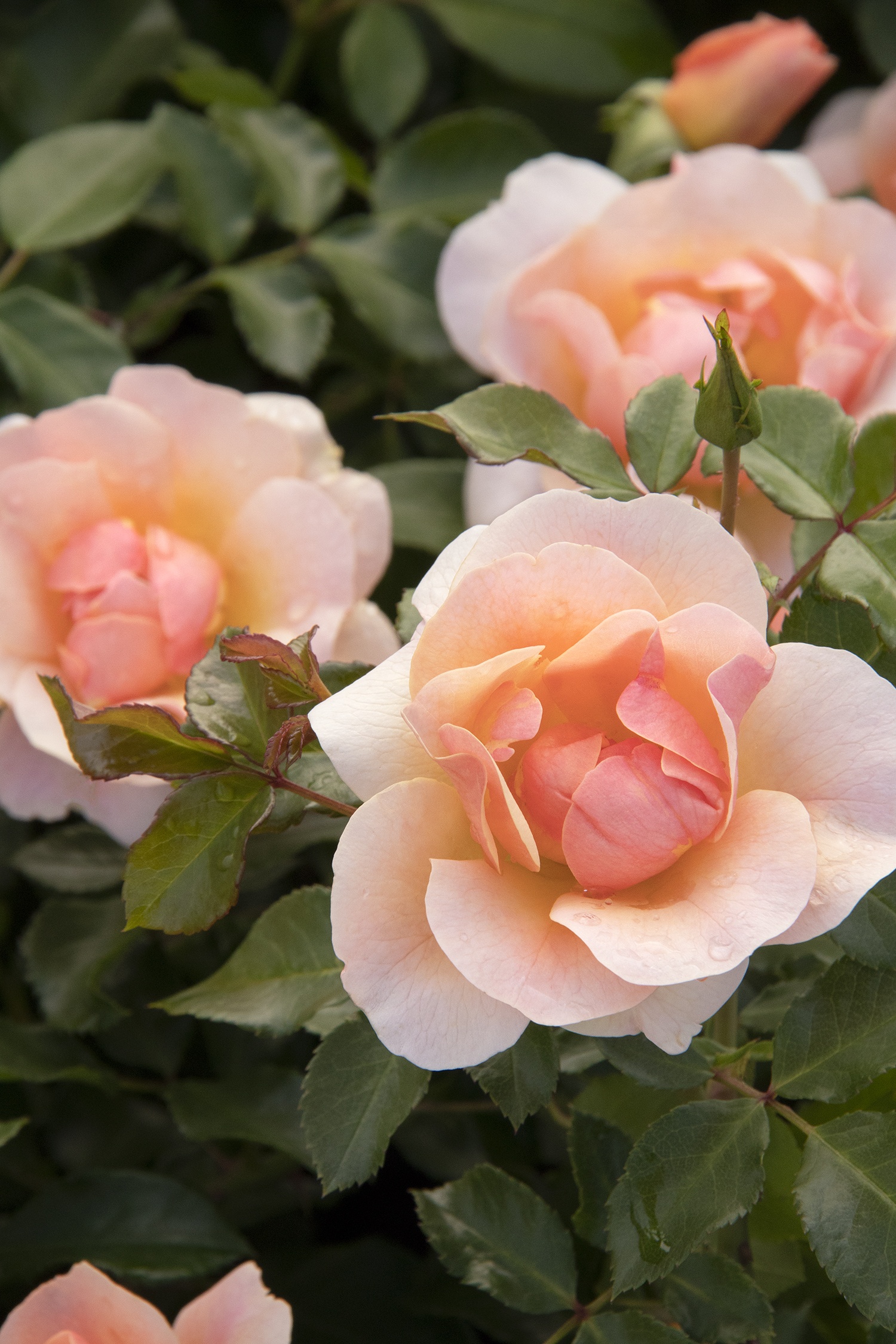 Nitty Gritty® Peach Rose, Rosa x 'RUIRI0091A' PP #33,152, Monrovia Plant