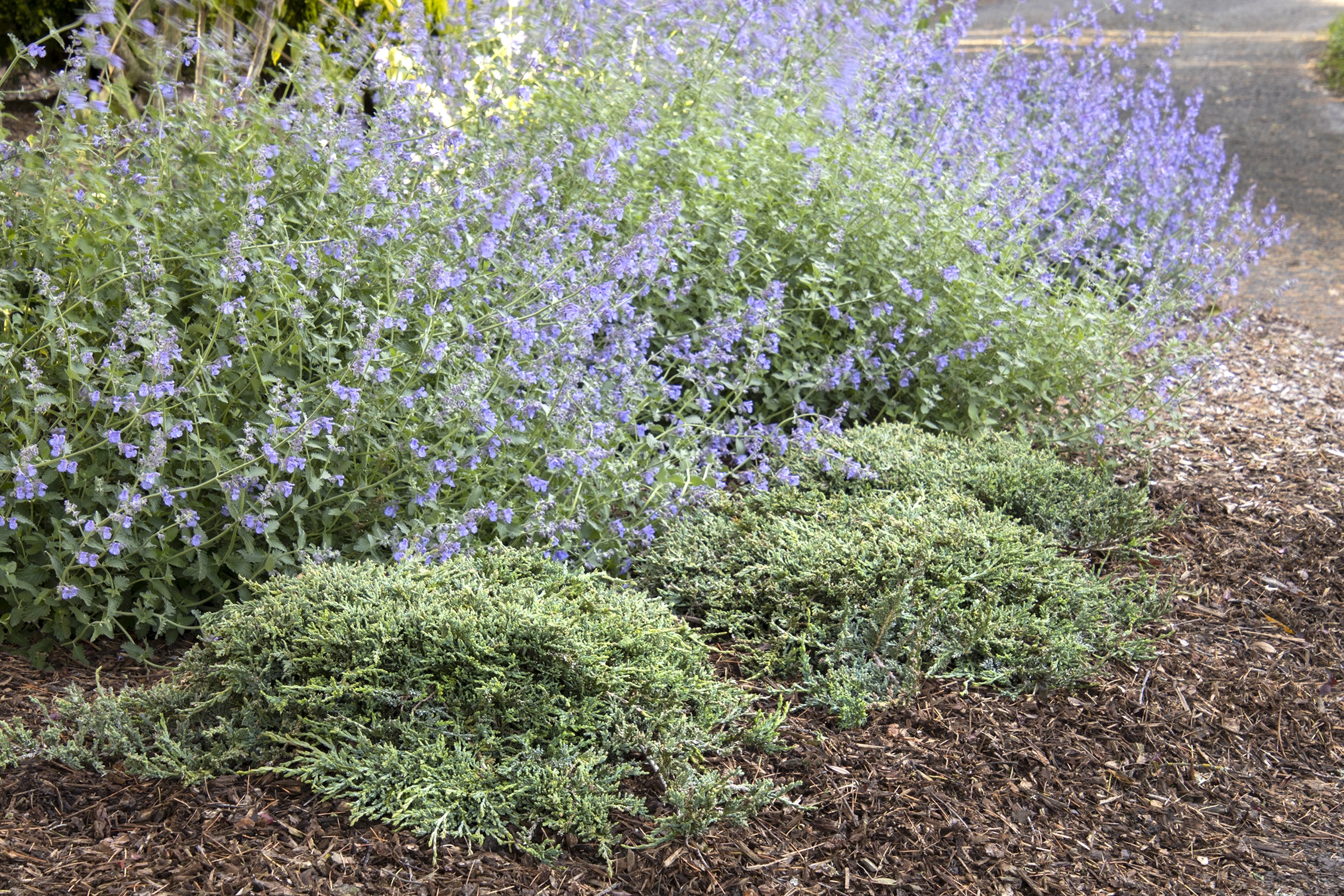 Icee Blue® Juniper, Juniperus horizontalis 'Monber', Monrovia Plant