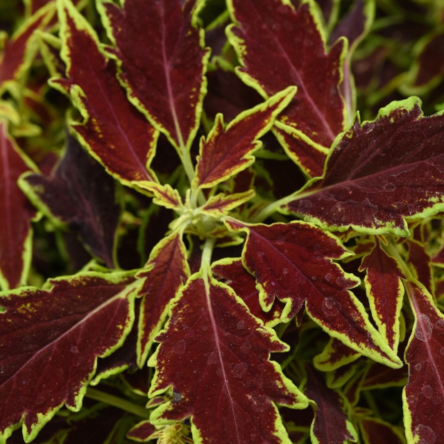 FlameThrower™ Coleus, Monrovia Plant
