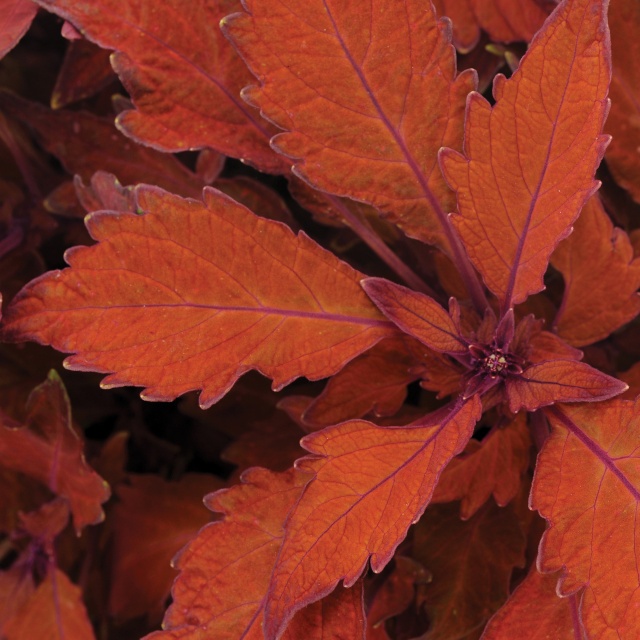FlameThrower™ Coleus, Monrovia Plant