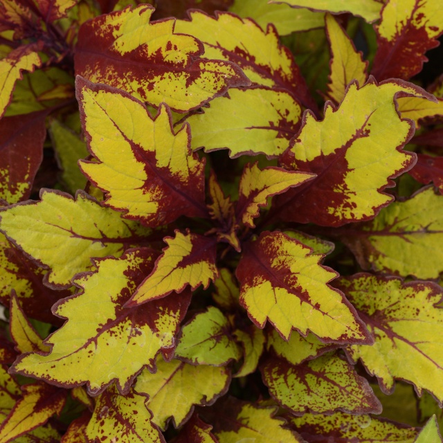 FlameThrower™ Coleus, Monrovia Plant