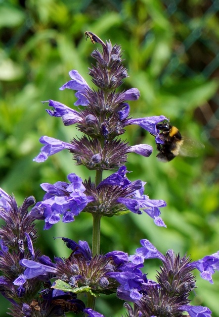 Neptune Catmint, Nepeta kubanica 'Bokratune' PP #29,556, Monrovia Plant