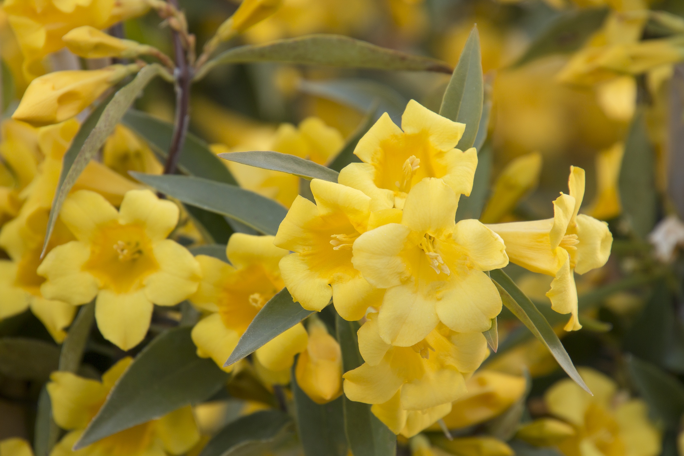 Carolina Jessamine, Gelsemium sempervirens, Monrovia Plant