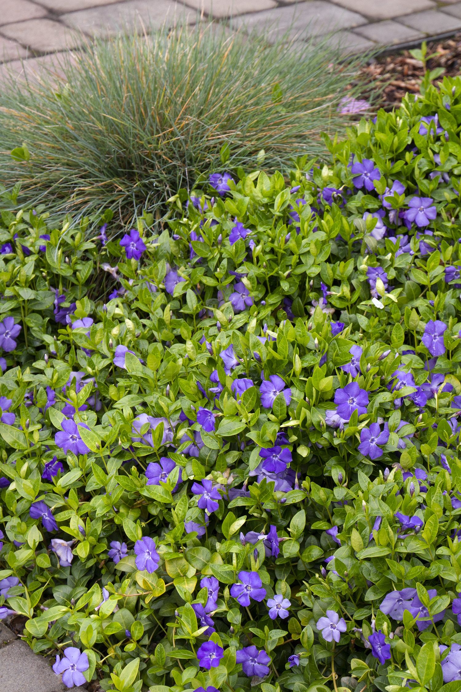 Bowles' Common Periwinkle, Vinca minor 'Bowles', Monrovia Plant