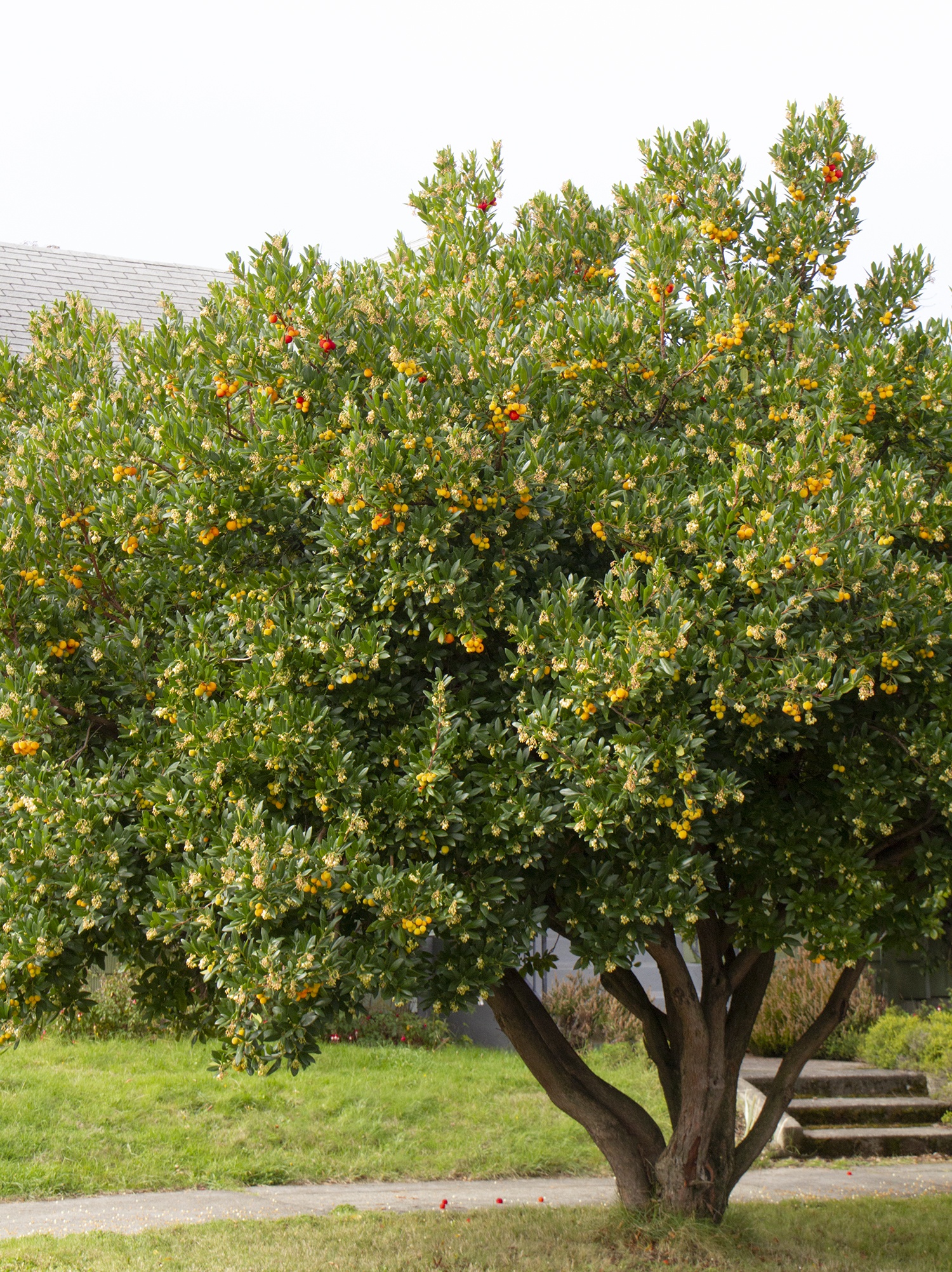 Dwarf Strawberry Tree, Arbutus unedo 'Compacta', Monrovia Plant