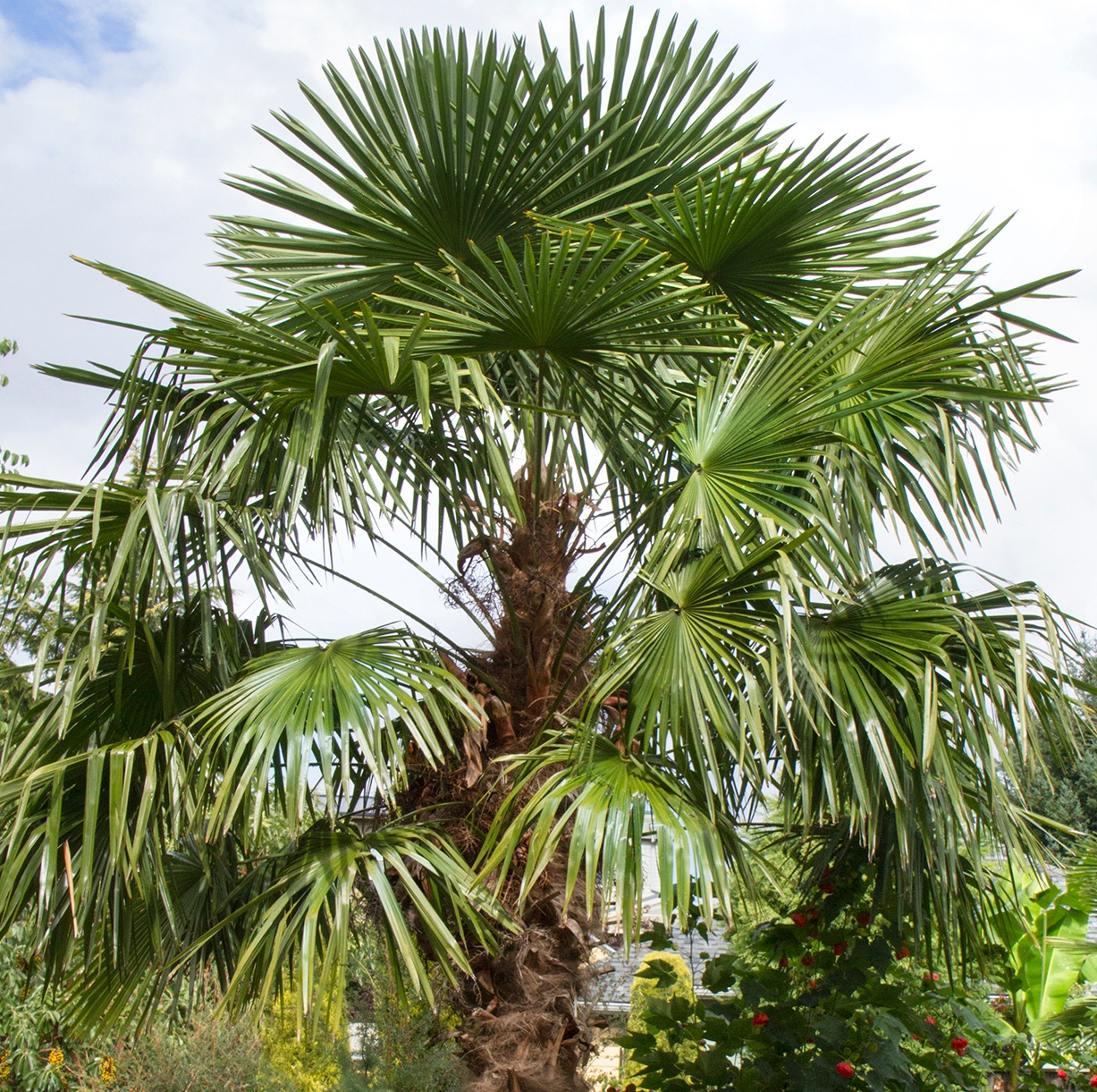 Windmill Palm, Trachycarpus fortunei, Monrovia Plant