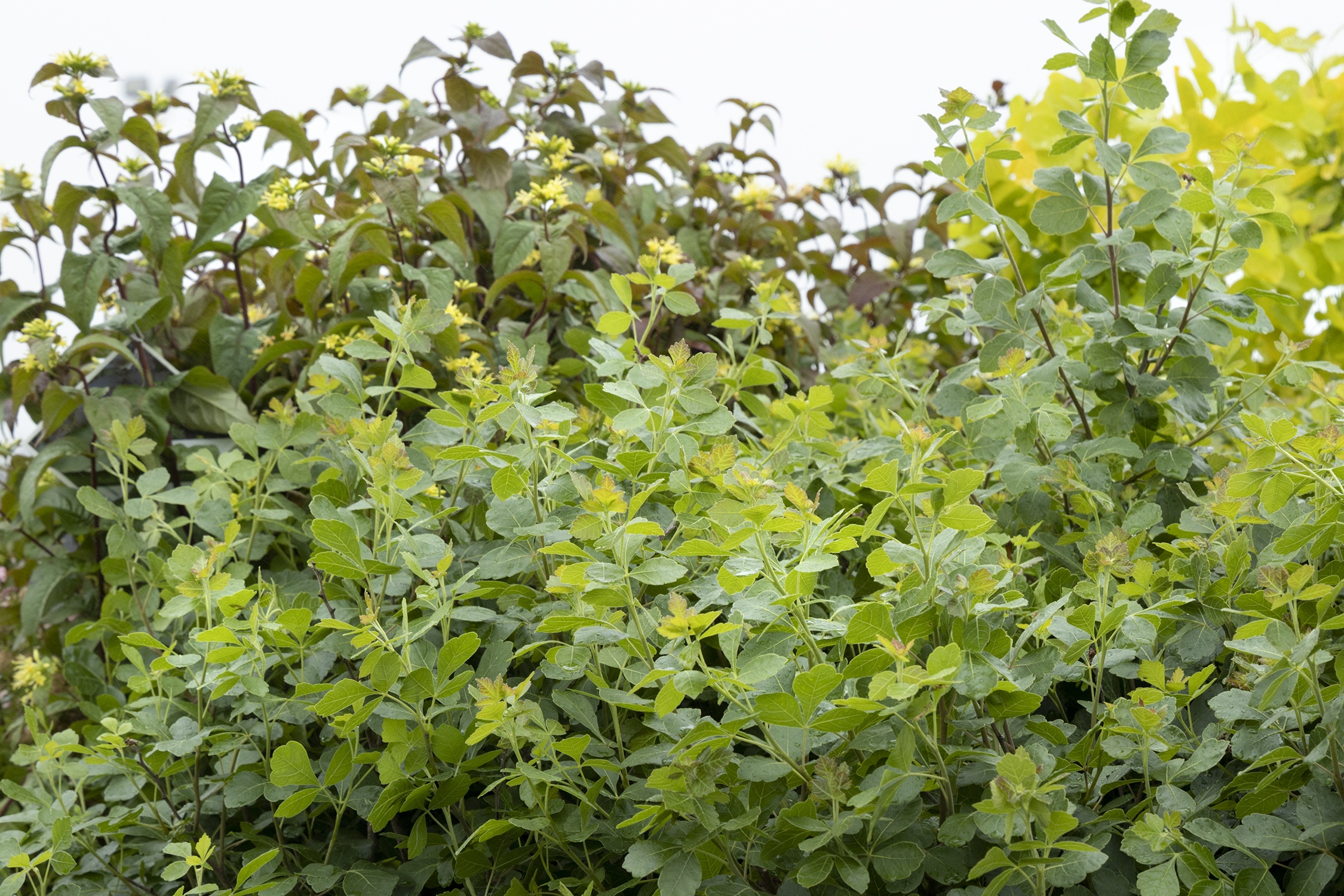 Gro-Low Fragrant Sumac, Rhus aromatica 'Gro-Low', Monrovia Plant