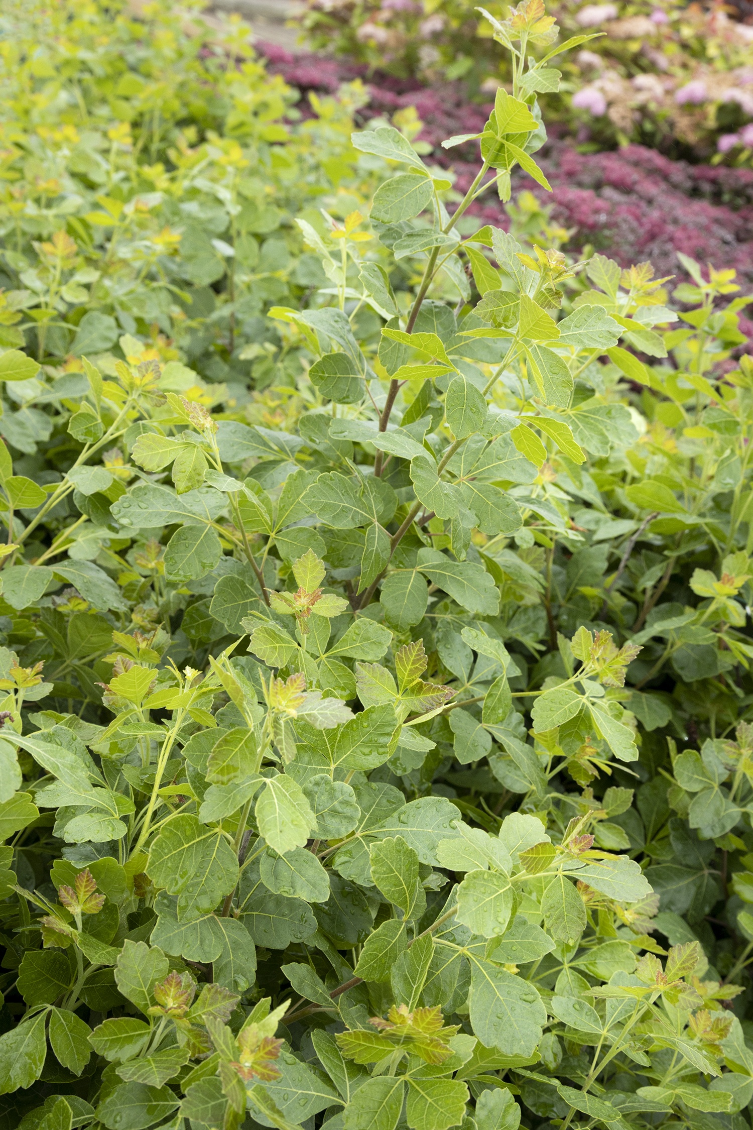 Gro-Low Fragrant Sumac, Rhus aromatica 'Gro-Low', Monrovia Plant