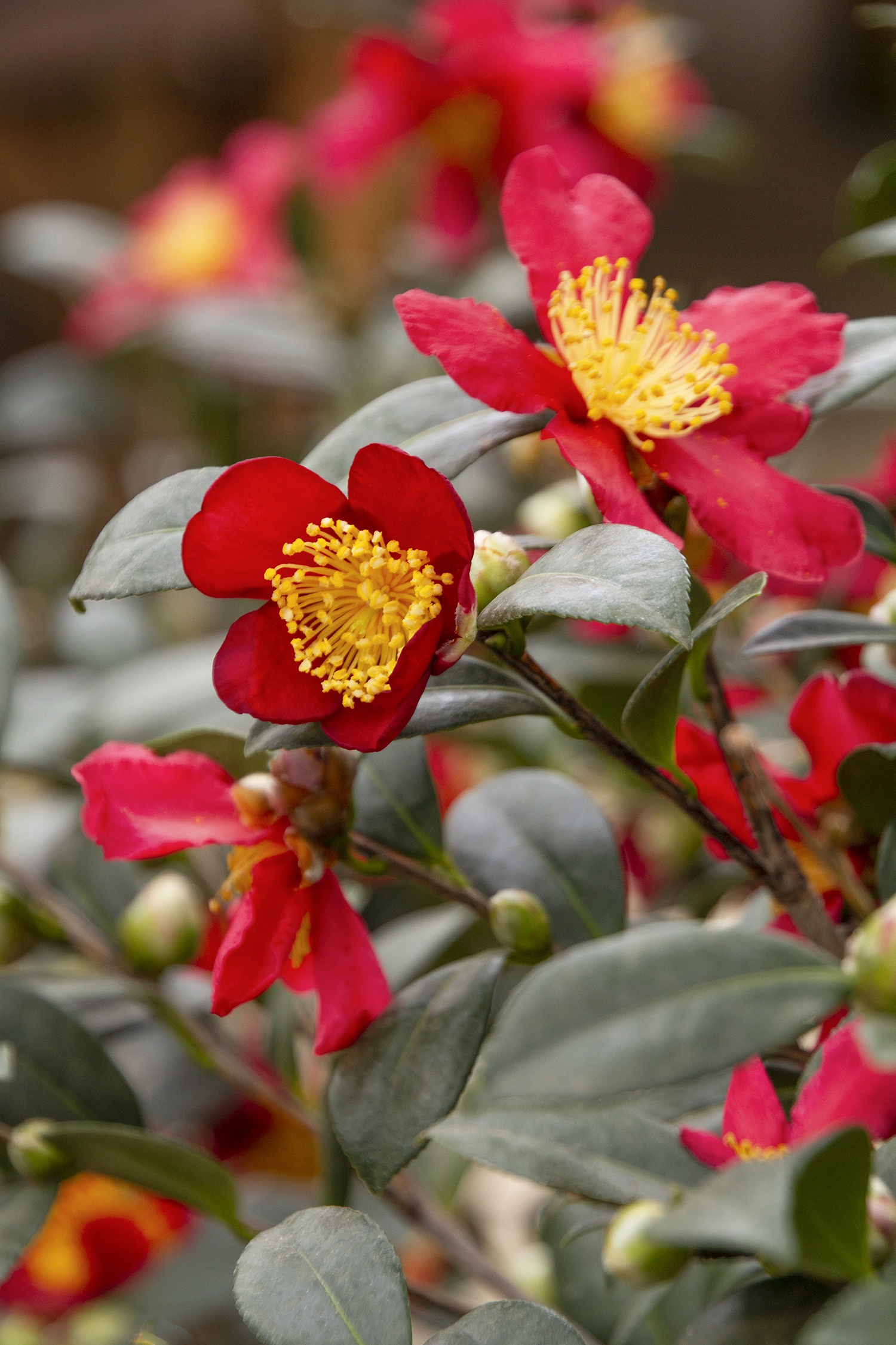 Yuletide Camellia, Camellia sasanqua 'Yuletide', Monrovia Plant