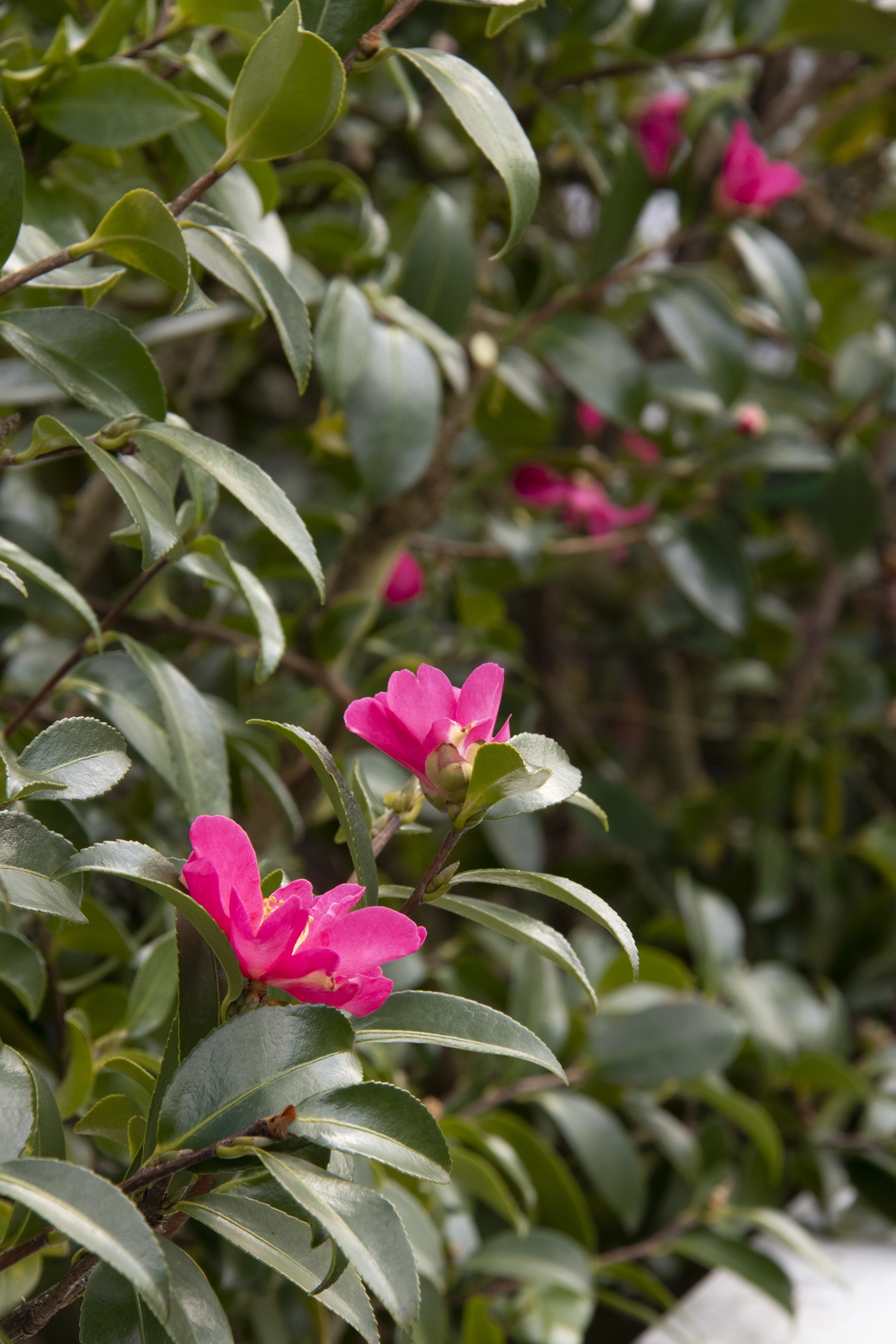 Kanjiro Camellia, Camellia sasanqua 'Kanjiro', Monrovia Plant