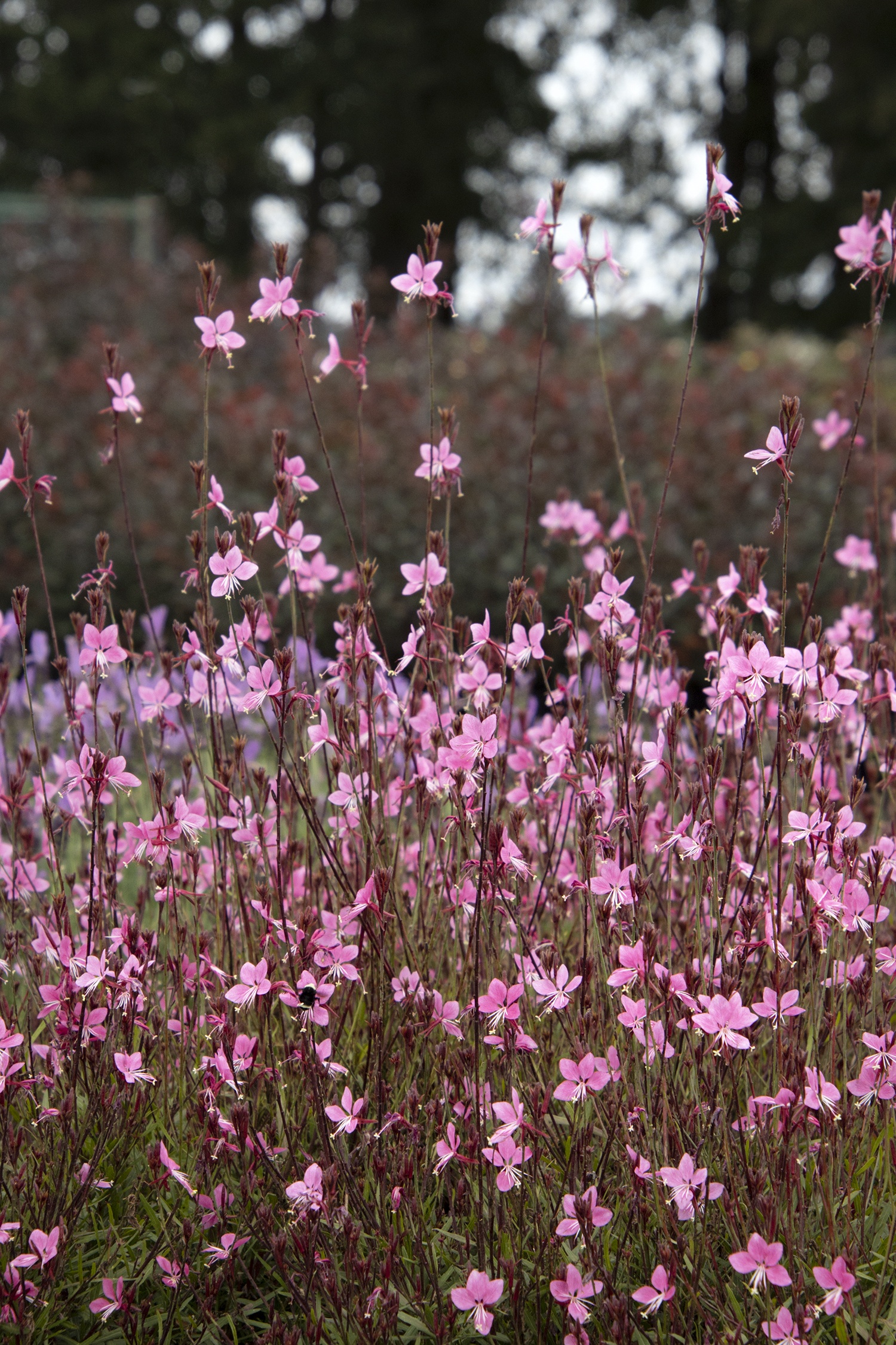 Steffi™ Dark Rose Gaura, Gaura lindheimeri, Monrovia Plant